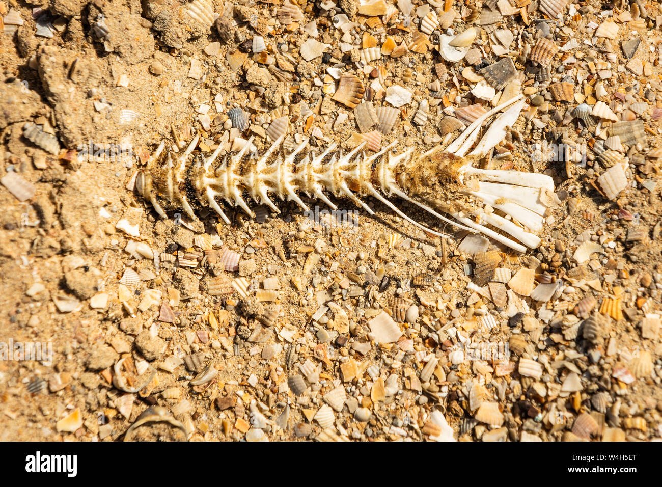 Fish bones on the beach Stock Photo - Alamy