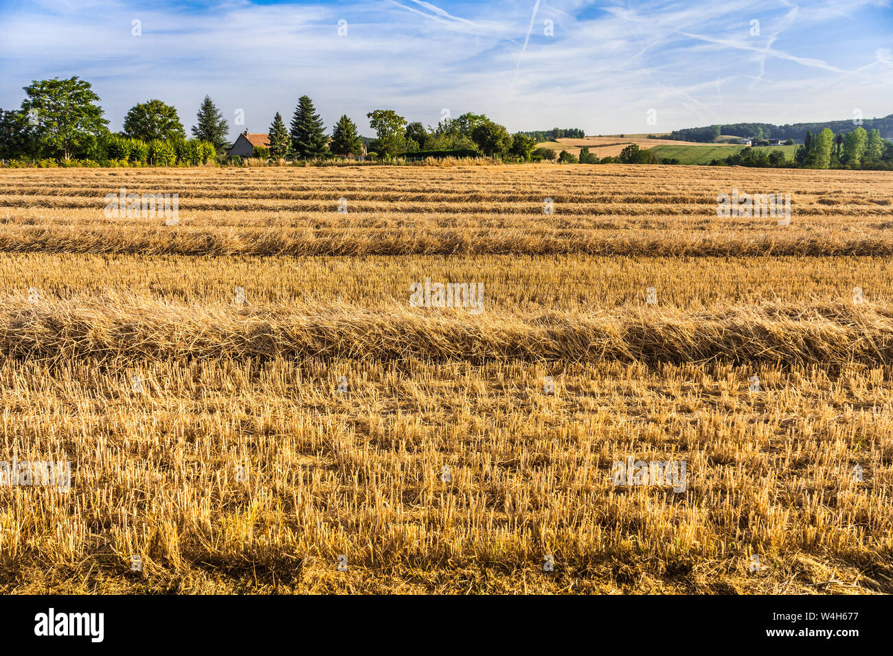 Chaff wheat hi-res stock photography and images - Alamy