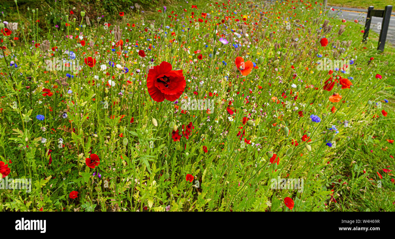 Wildflower Garden Border High Resolution Stock Photography and Images ...