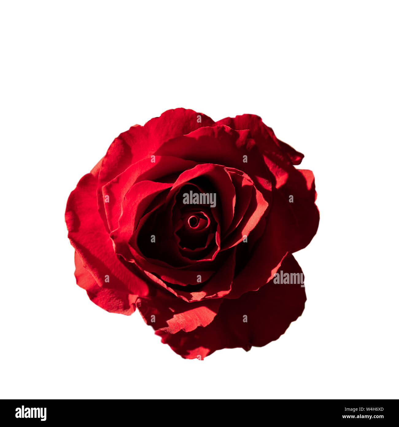 Beautiful red rose, isolated Stock Photo - Alamy