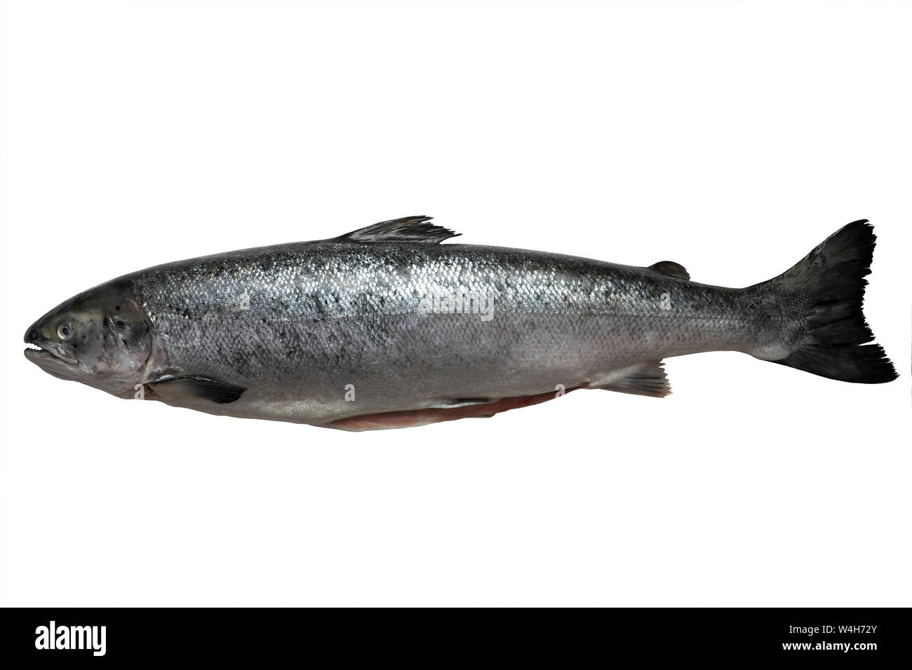 Fresh salmon isolated on a white studio background Stock Photo - Alamy