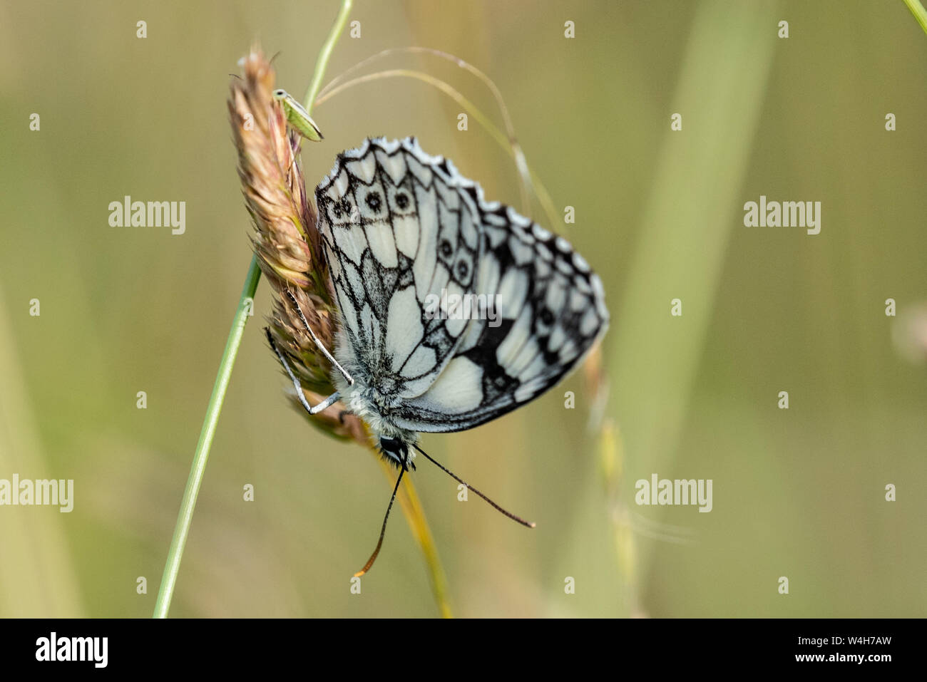 Marble white butterfly hi-res stock photography and images - Alamy
