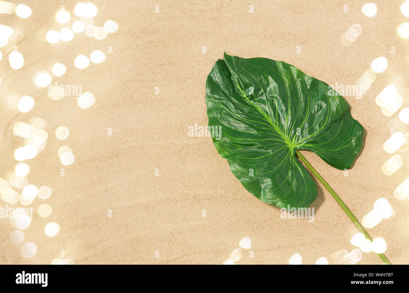 green tropical leaf on beach sand Stock Photo - Alamy