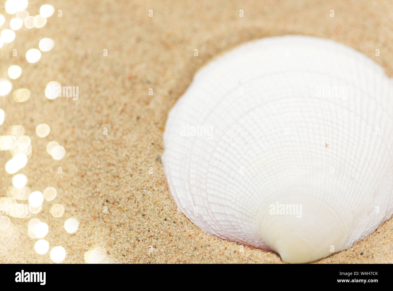 seashells on beach sand Stock Photo - Alamy
