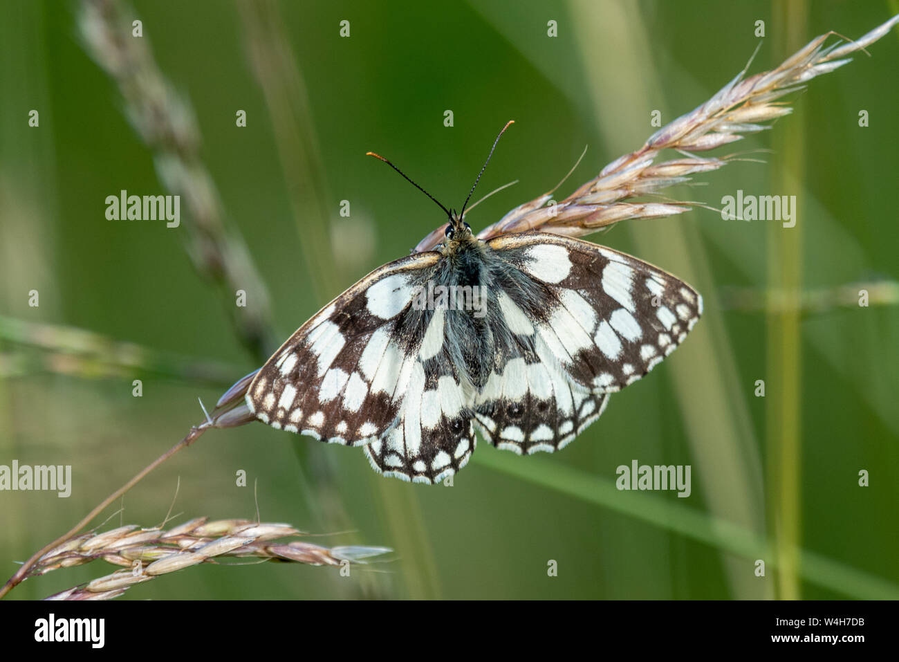 Marble white butterfly hi-res stock photography and images - Alamy