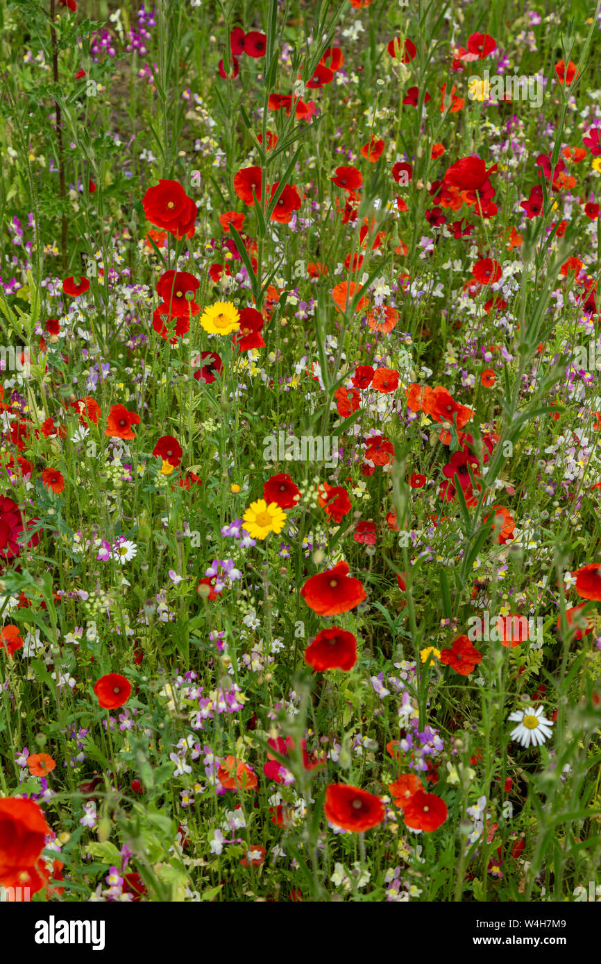 Wildflowers from seed hi-res stock photography and images - Alamy