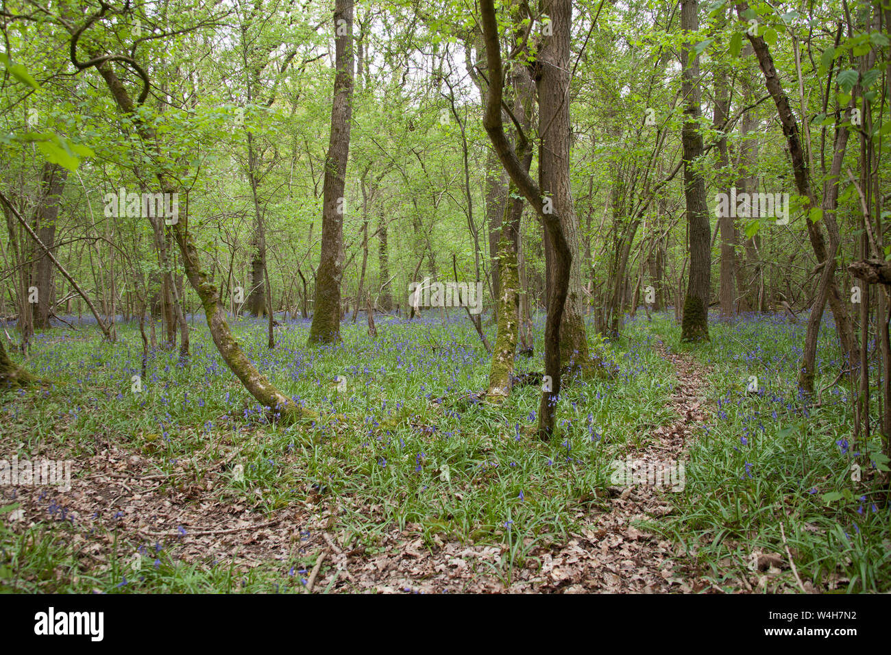 Spring landscape in woods purple hi-res stock photography and images ...