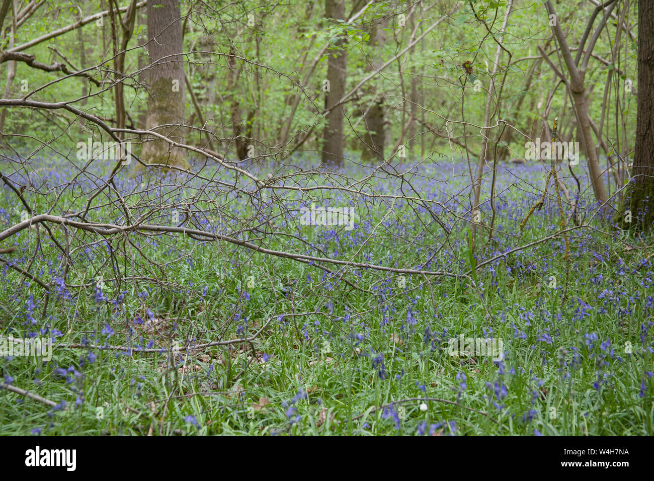 Long hanborough woods hi-res stock photography and images - Alamy
