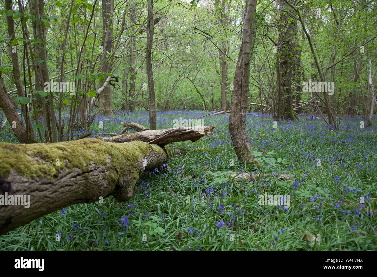 Wildflowers in woods hi-res stock photography and images - Alamy