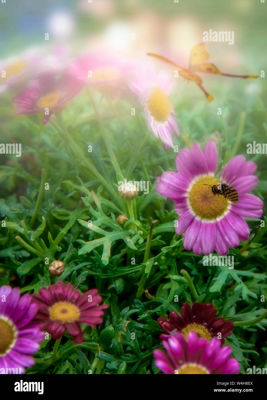 Bright flare hi-res stock photography and images - Alamy