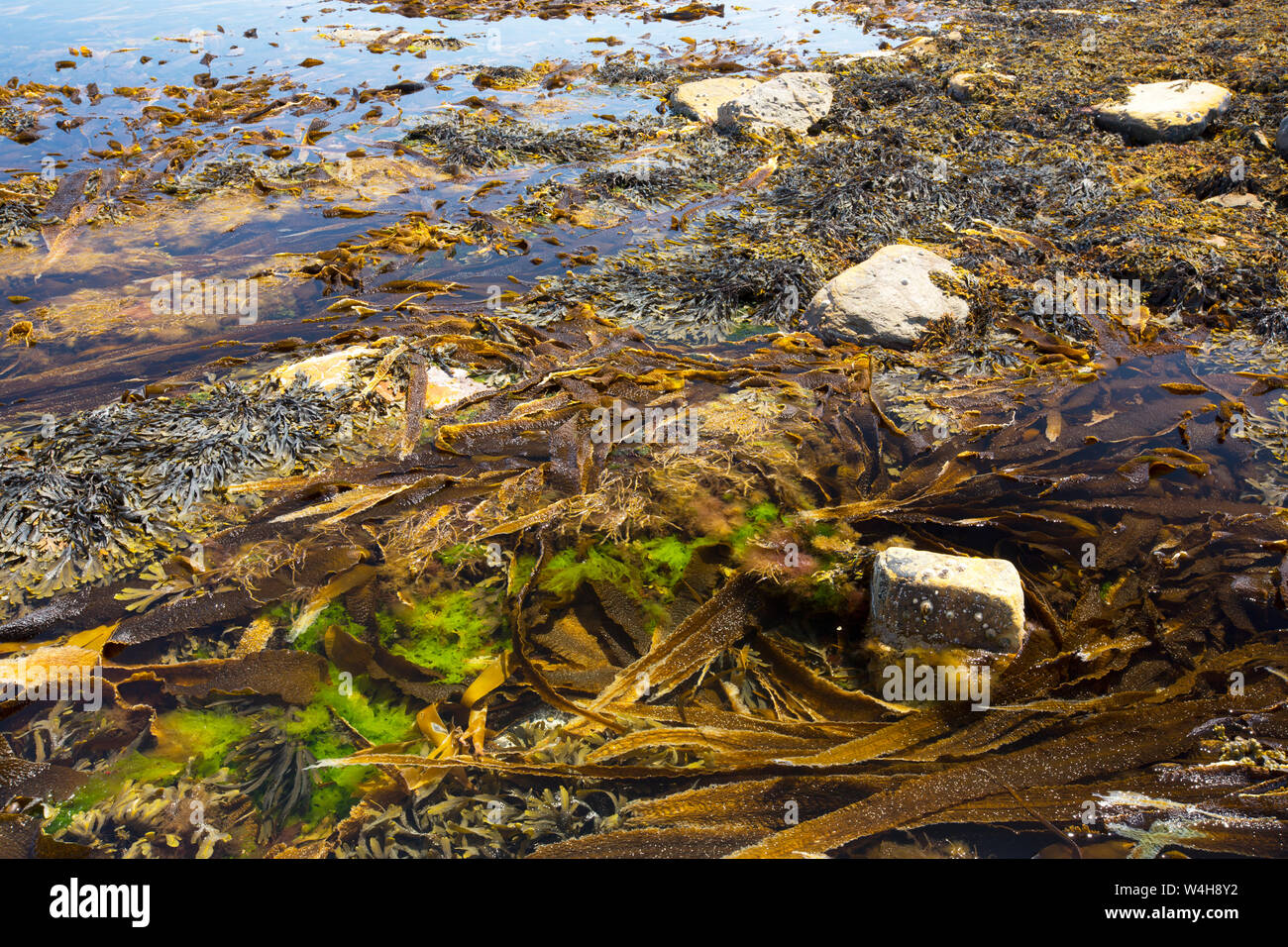 Different species of seaweed in rock pools at beach at Birsay, Orkney ...