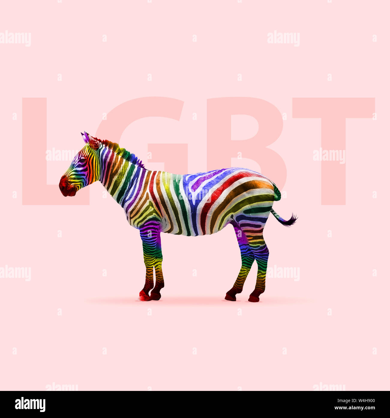 Zebra colored in flag of LGBT community on trendy coral background ...