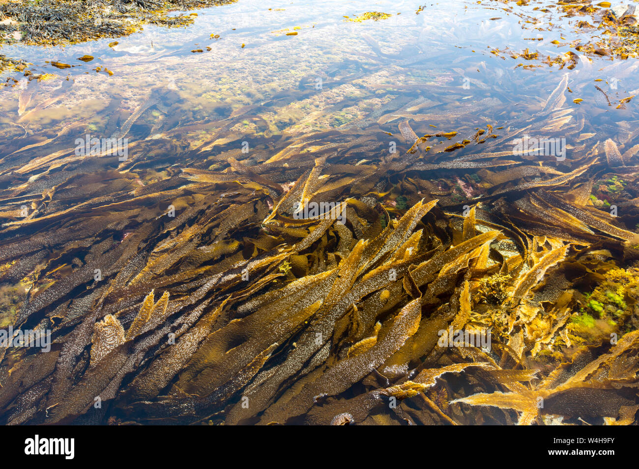 Different species of seaweed in rock pools at beach at Birsay, Orkney ...