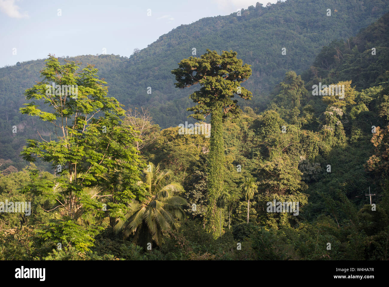 Teak forest hi-res stock photography and images - Alamy