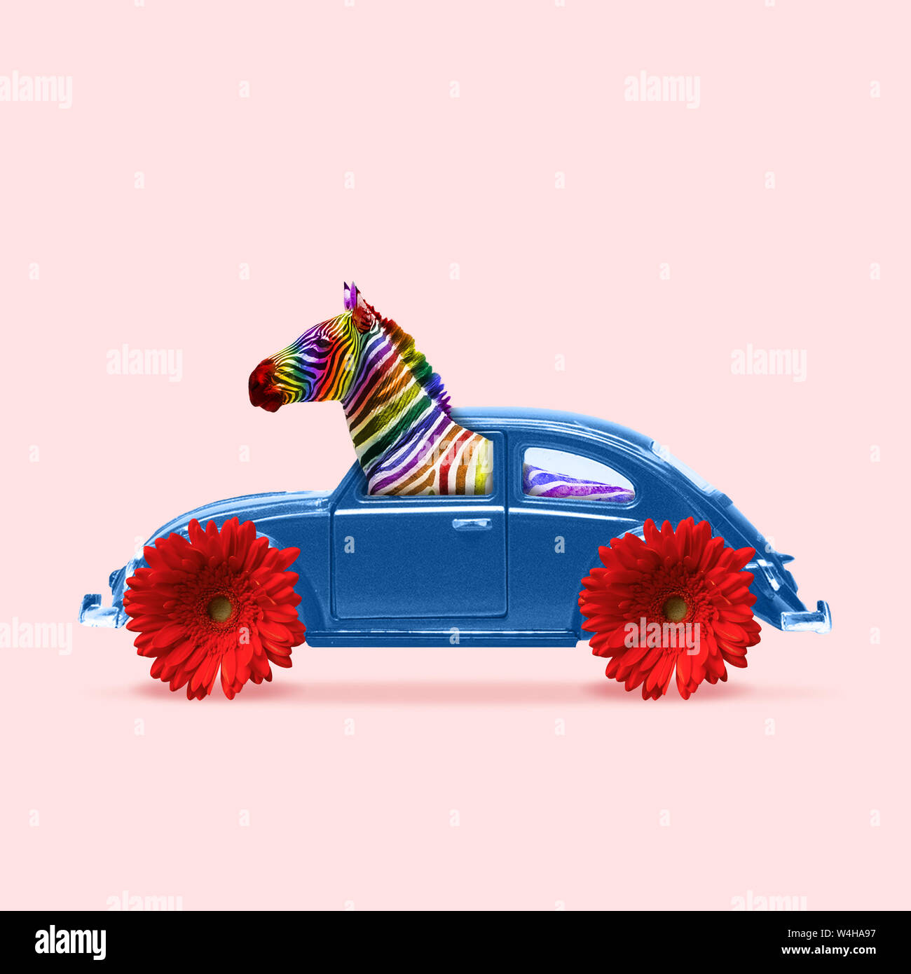 Natural. Zebra in colors of LGBT flag driving in car with flowers as ...