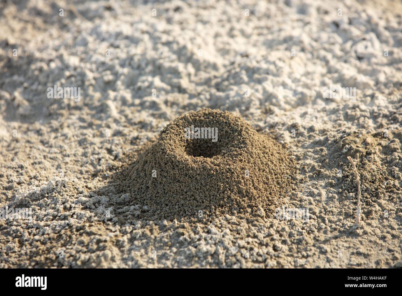 Small anthill hi-res stock photography and images - Alamy