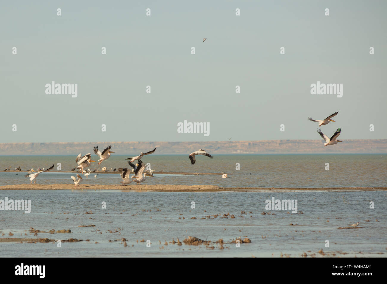 Group sea gulls on sandy hi-res stock photography and images - Alamy