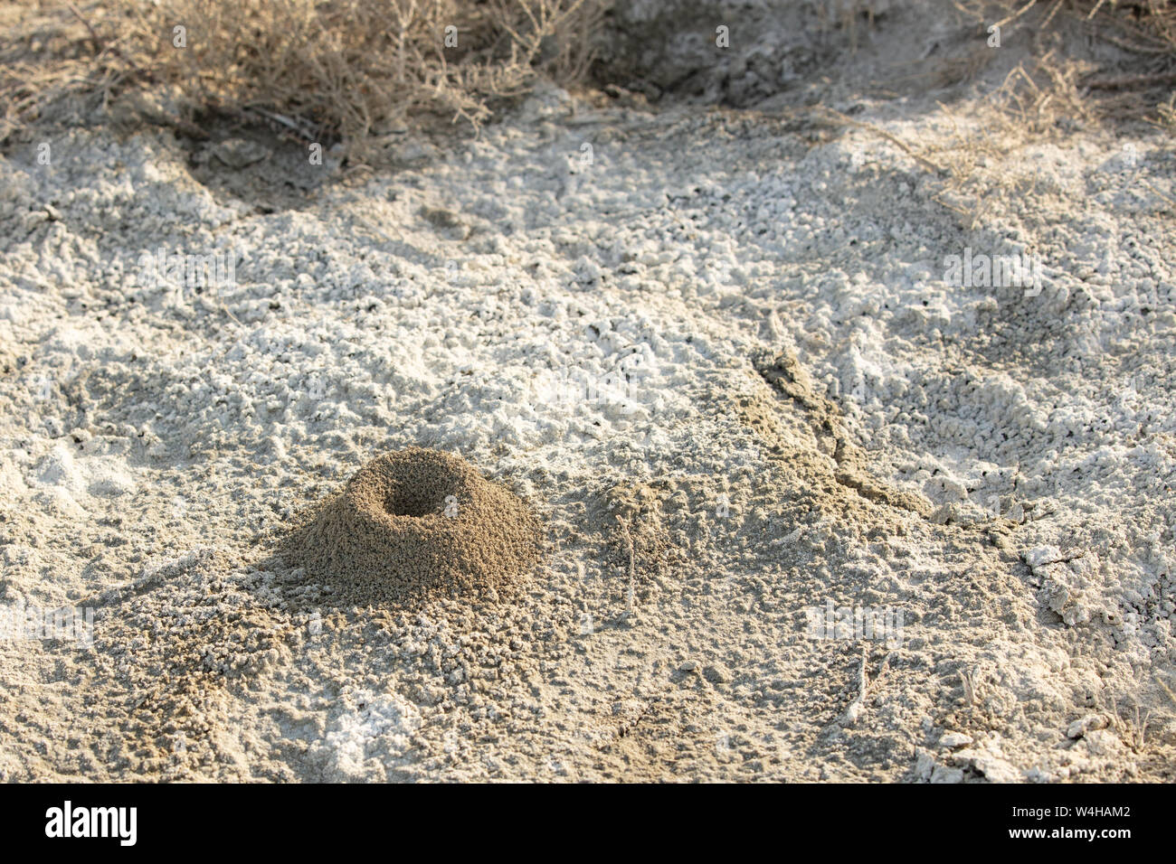 Anthill in desert hi-res stock photography and images - Alamy