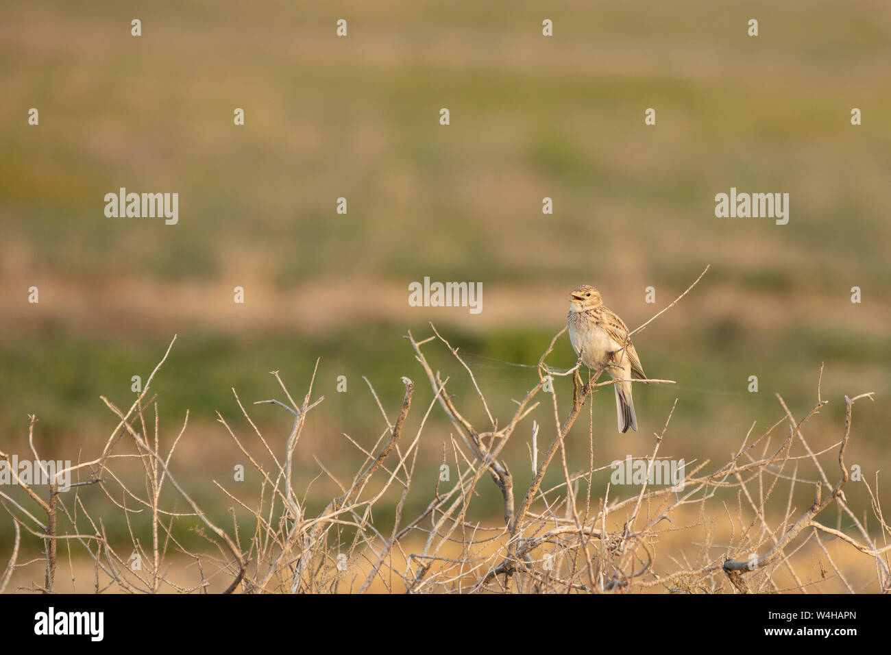 The Calandra lark, the ordinary or the Calandra lark, or gourbi, or ...