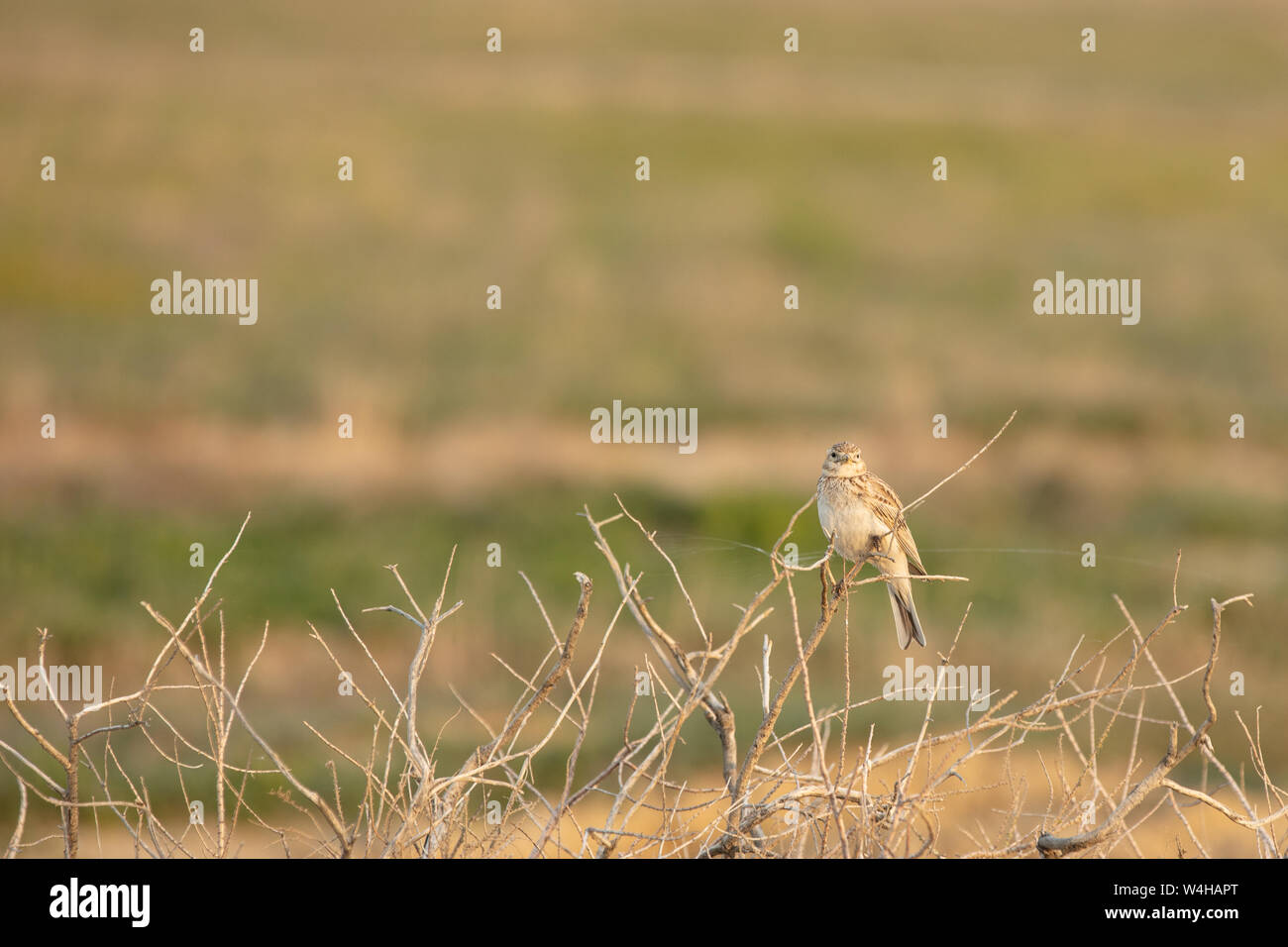 The Calandra lark, the ordinary or the Calandra lark, or gourbi, or ...
