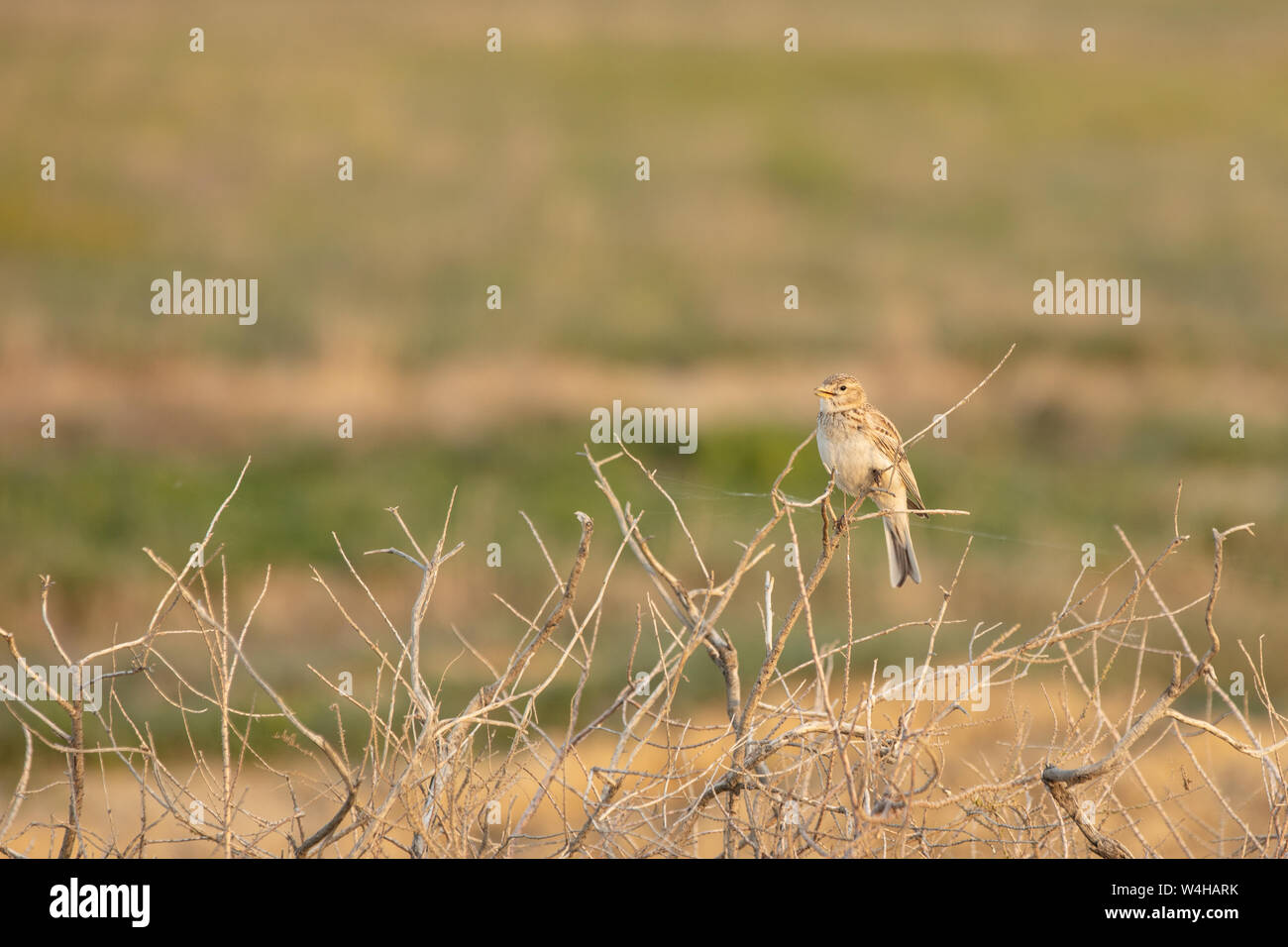The Calandra lark, the ordinary or the Calandra lark, or gourbi, or ...