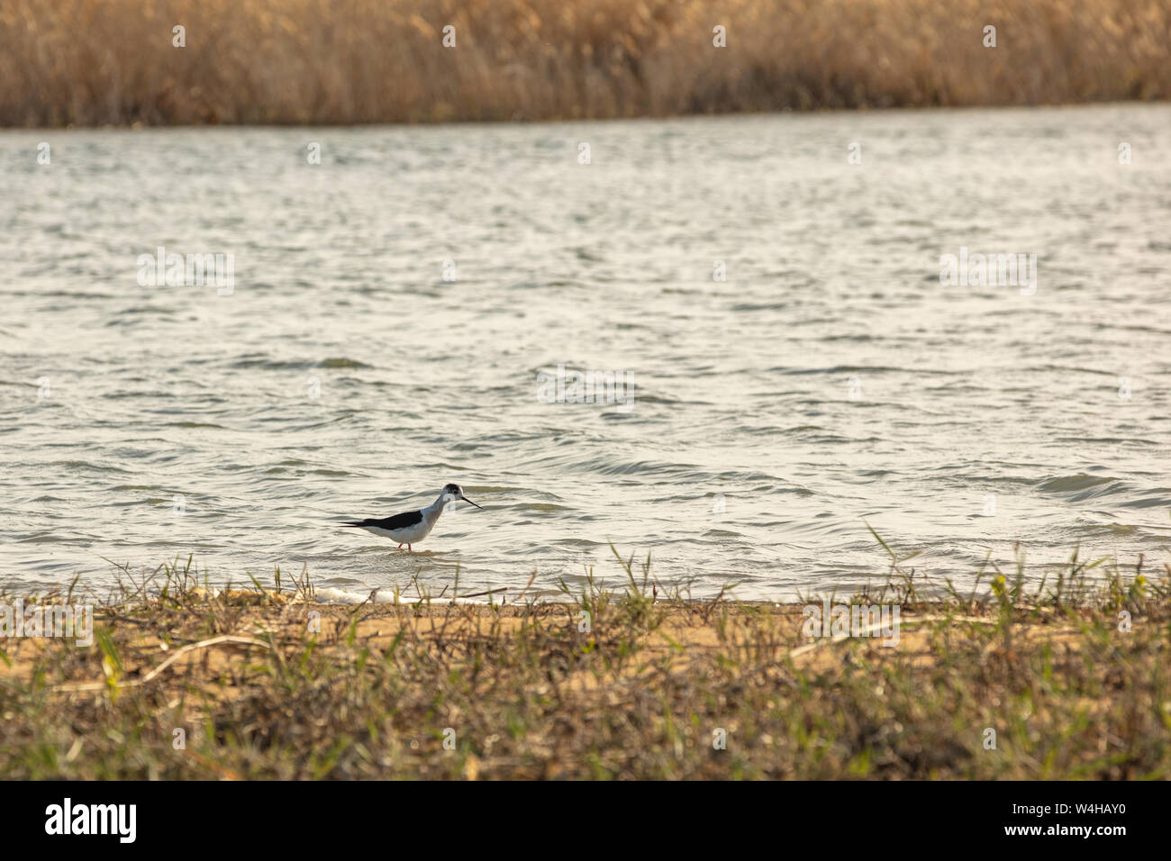 White-tailed Sandpiper Calidris temminckii - Kulik, the size of a ...