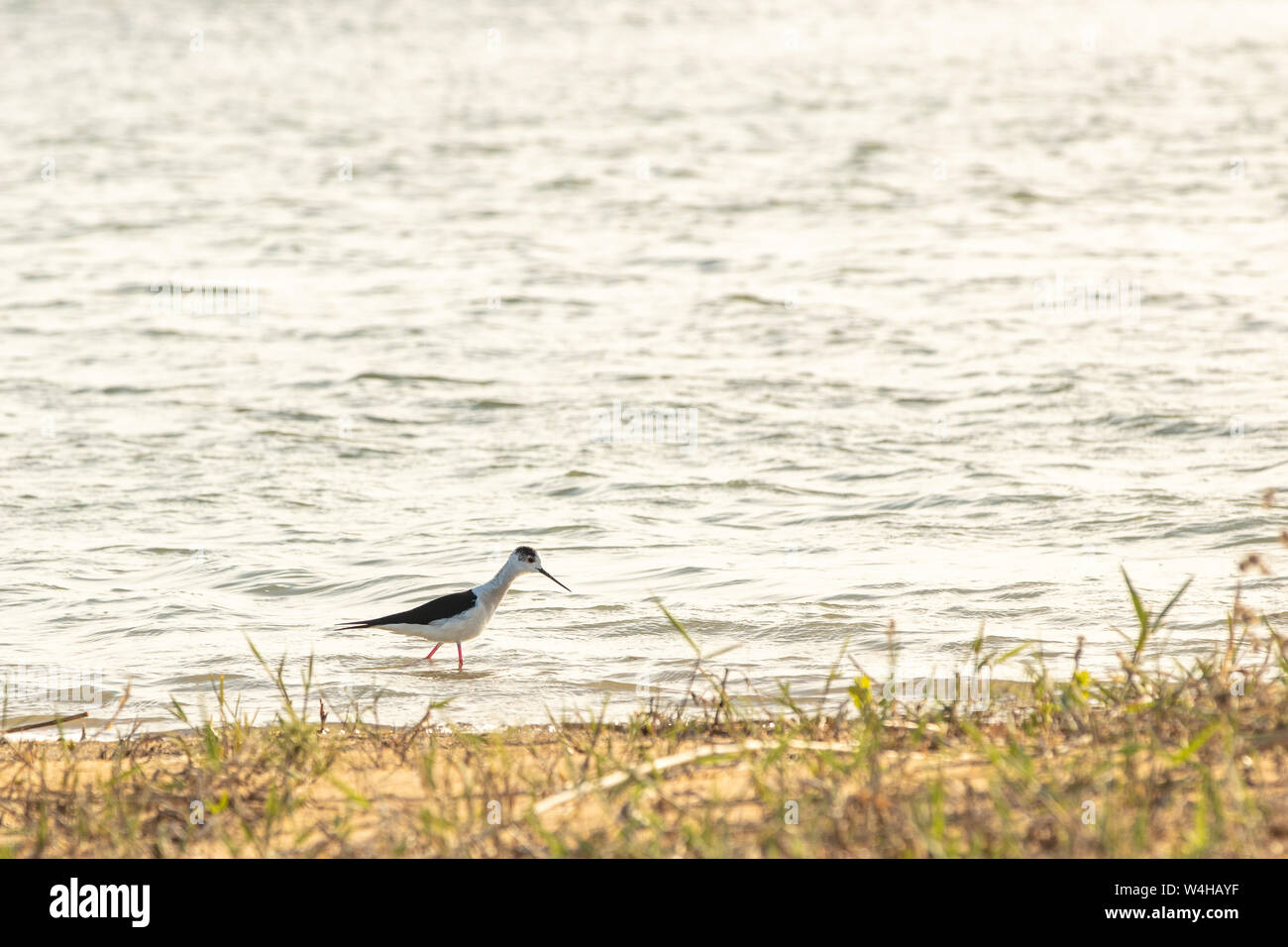 White-tailed Sandpiper Calidris temminckii - Kulik, the size of a ...