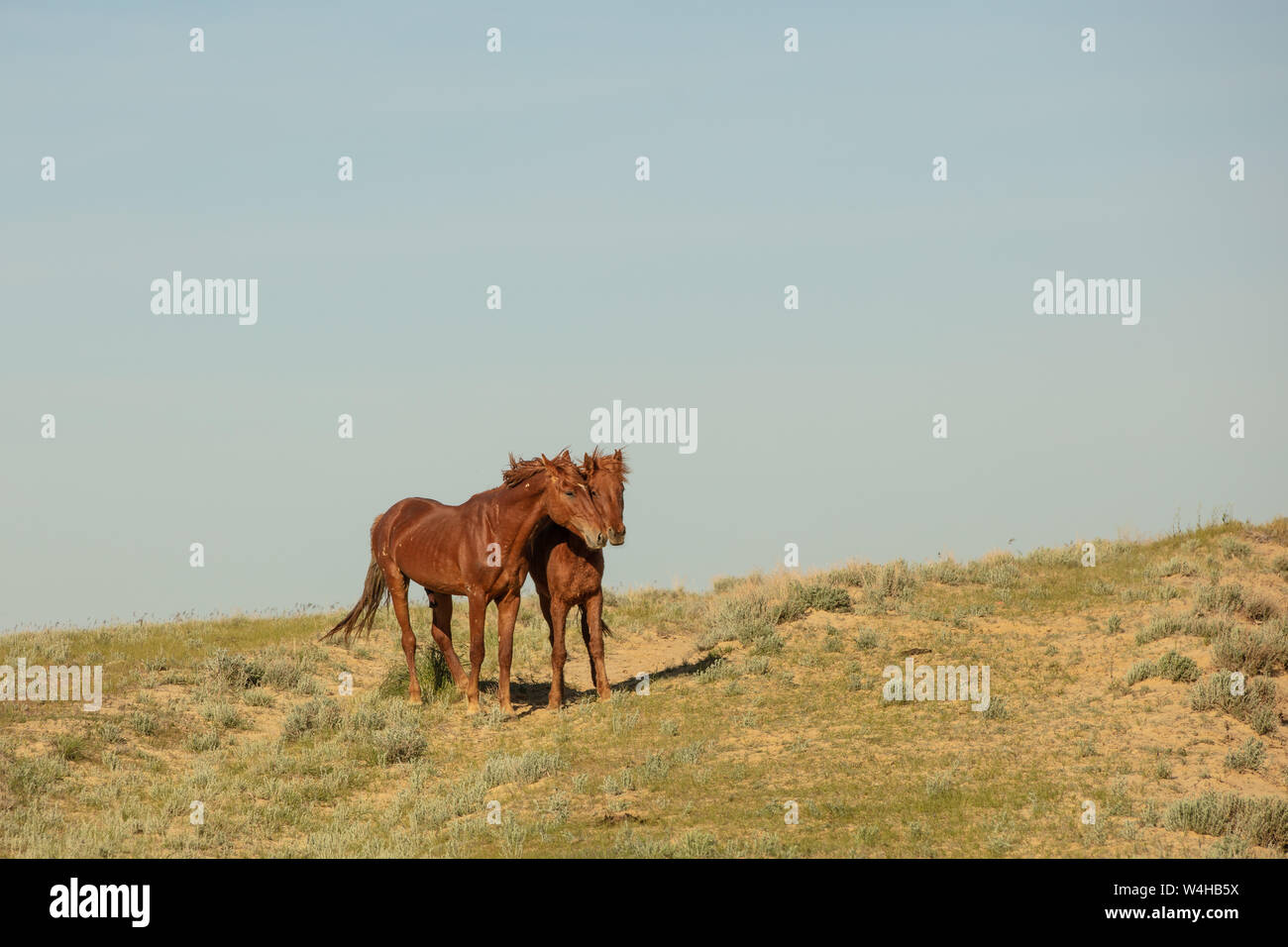 Frolic outside hi-res stock photography and images - Alamy