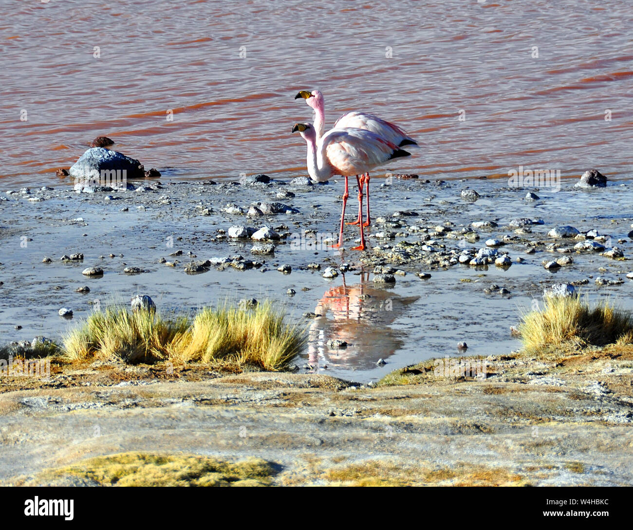 bolivian lagunas in the andes mountains region over 4000 meters above ...