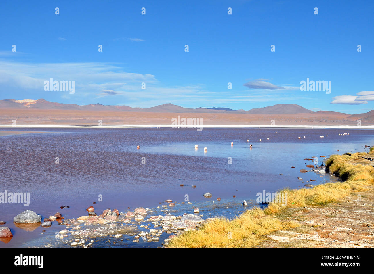bolivian lagunas in the andes mountains region over 4000 meters above ...