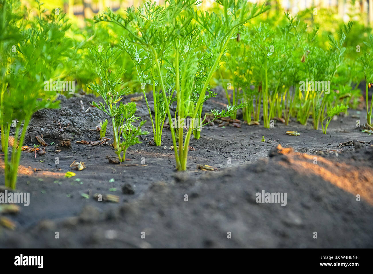 Growing carrot shoots hi-res stock photography and images - Alamy