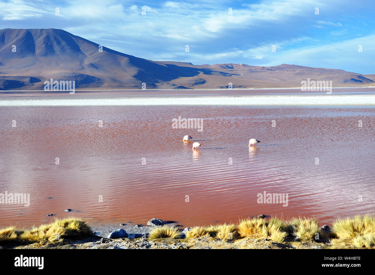 bolivian lagunas in the andes mountains region over 4000 meters above ...