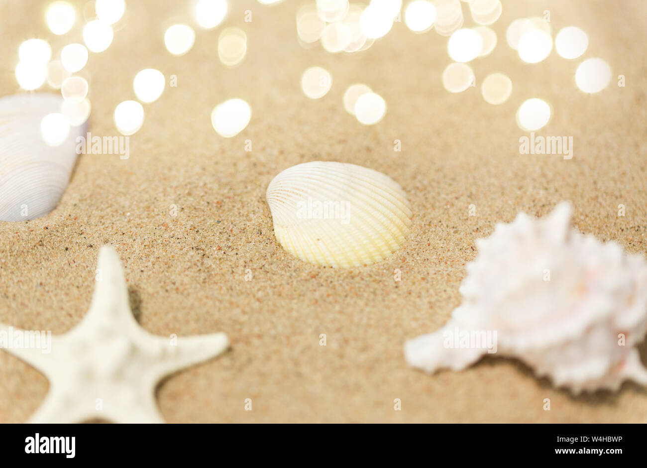 seashells on beach sand Stock Photo - Alamy
