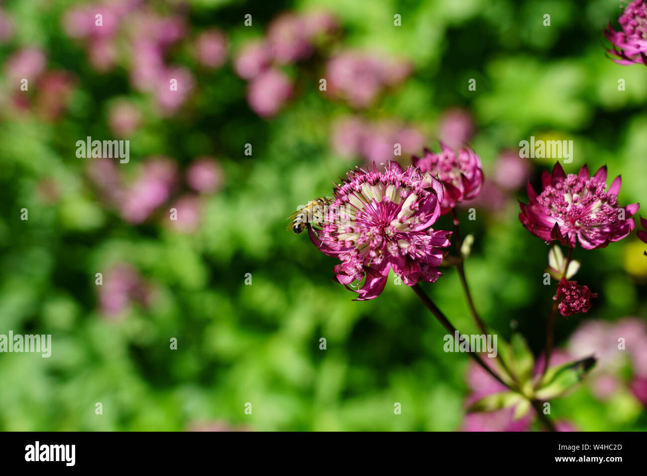 Purple Astrantia Flower, also Known as Masterwort Stock Photo - Alamy