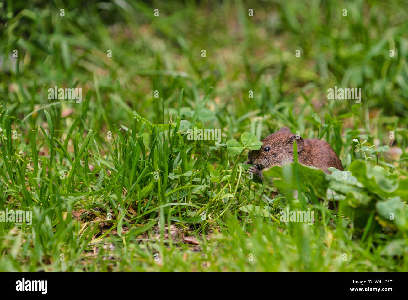 Close up of a Field Vole (Microtus agrestis) eating clover Stock Photo ...