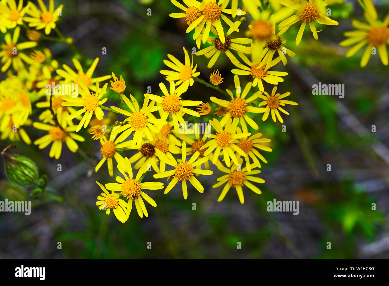 Flower scattering hi-res stock photography and images - Alamy