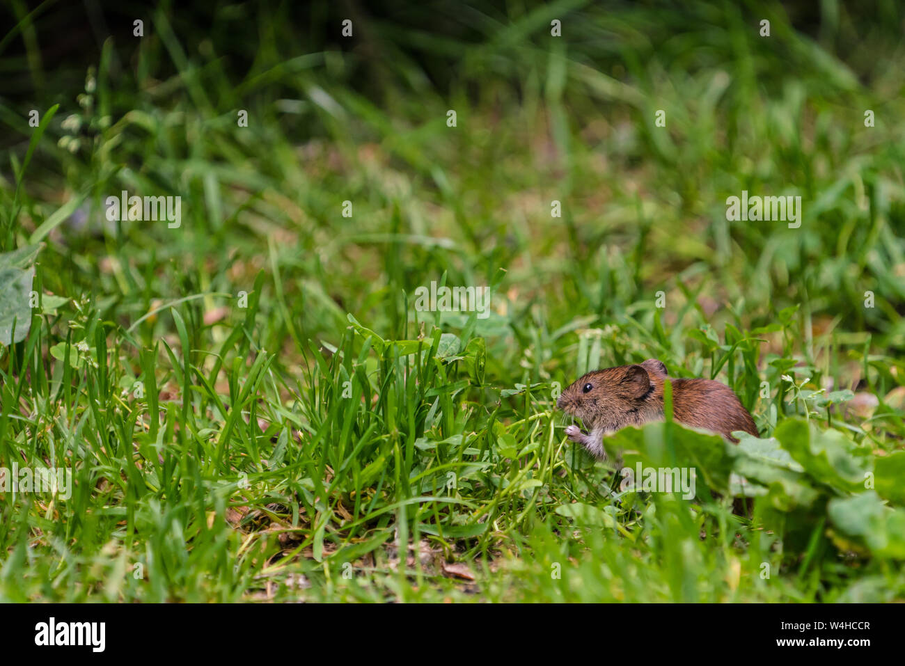 Close up of a Field Vole (Microtus agrestis) eating grass Stock Photo ...