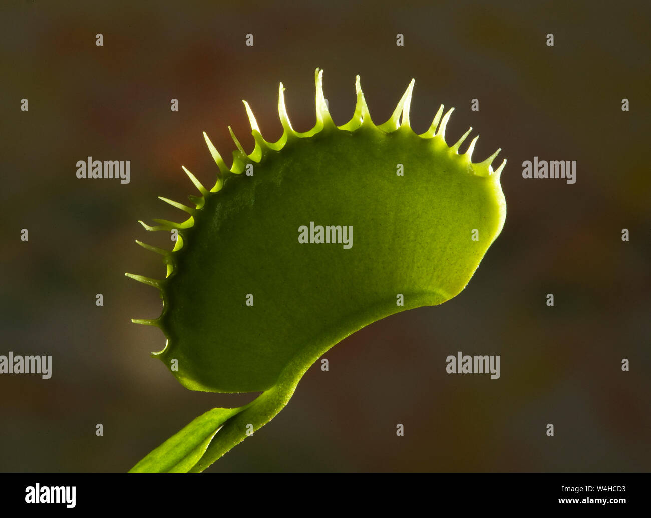 Detail of a Venus Flytrap, a carniverous plant that grows wild in moist ...