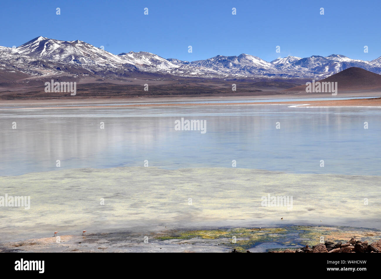 bolivian lagunas in the andes mountains region over 4000 meters above ...