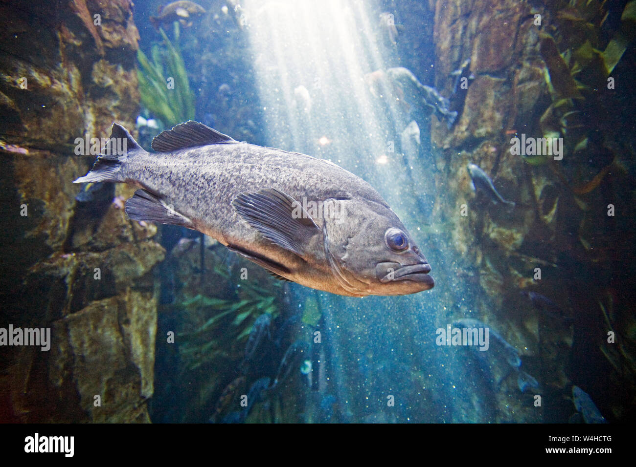 Oregon seafood dish hi-res stock photography and images - Alamy