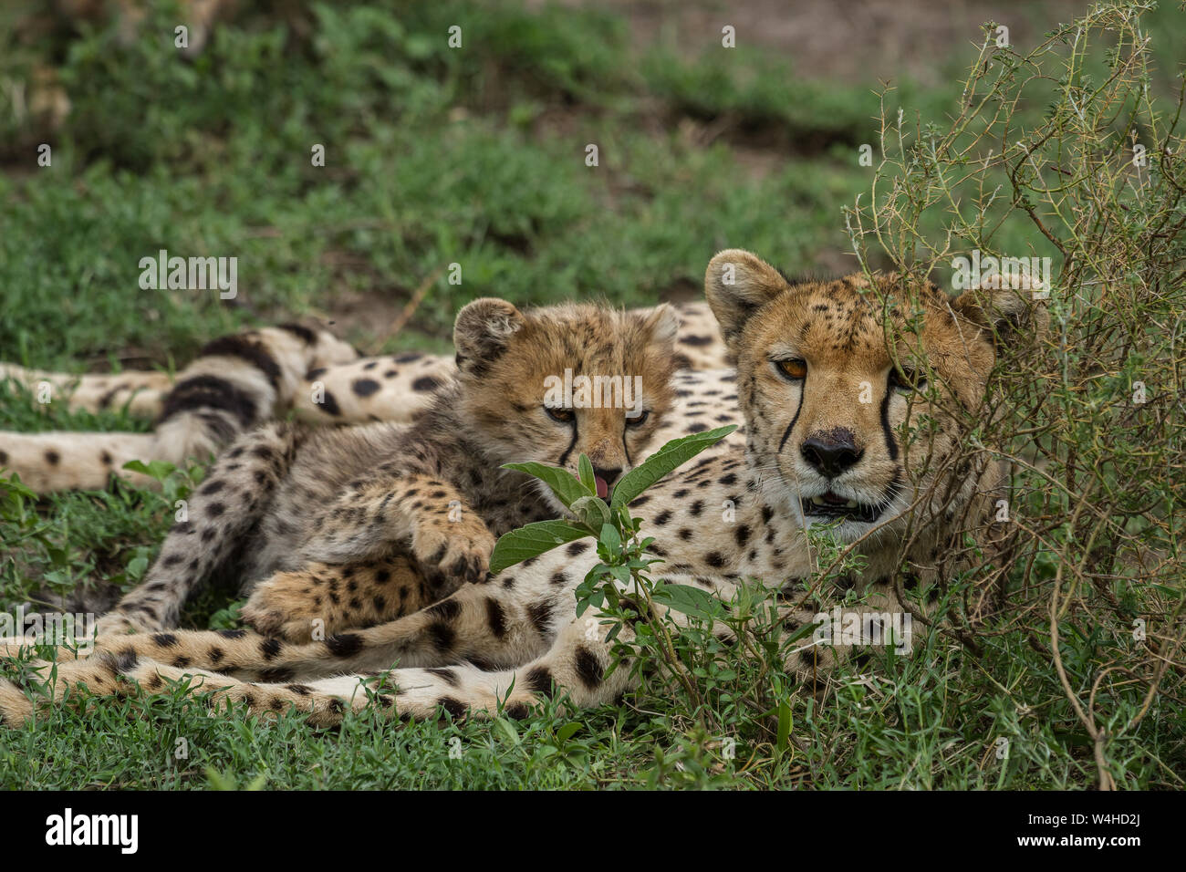 Africa horizontal animals hi-res stock photography and images - Alamy