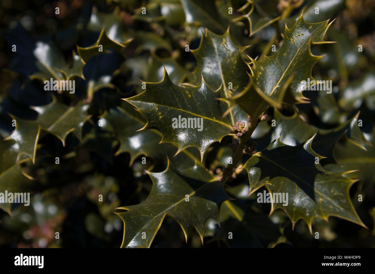 Quercus ilex leaf hi-res stock photography and images - Alamy