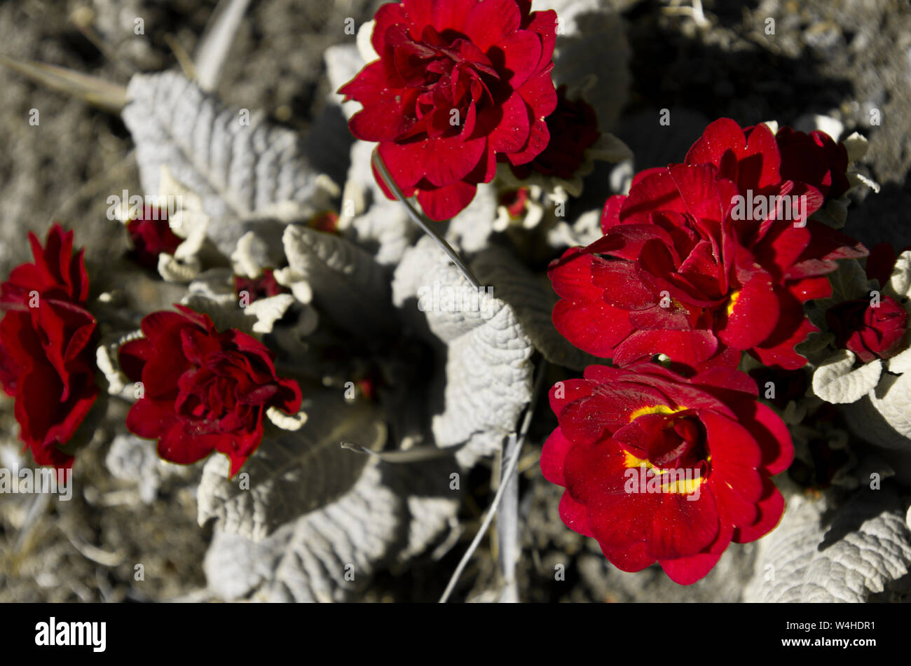 Red Primula Potted Plant in Striped Flower Pot closeup on Rustic Wooden ...
