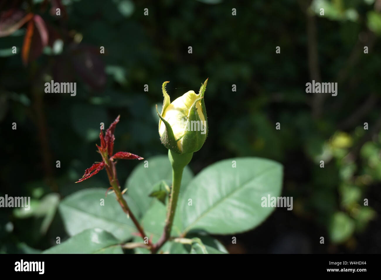 Yellow Rose Bud Stock Photo - Alamy