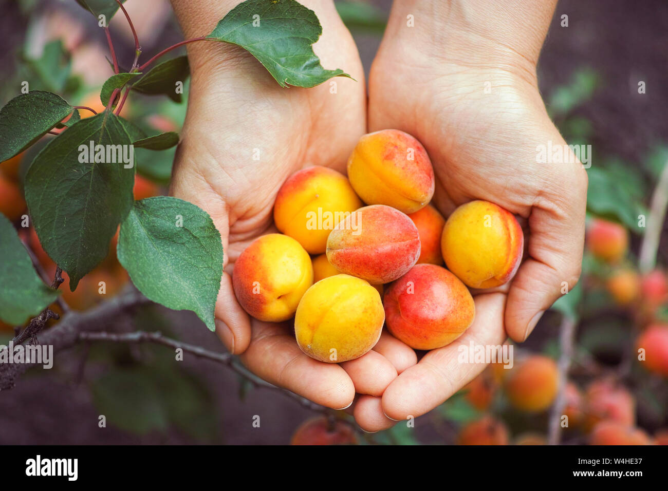 Fresh harvested apricots in hands Stock Photo - Alamy