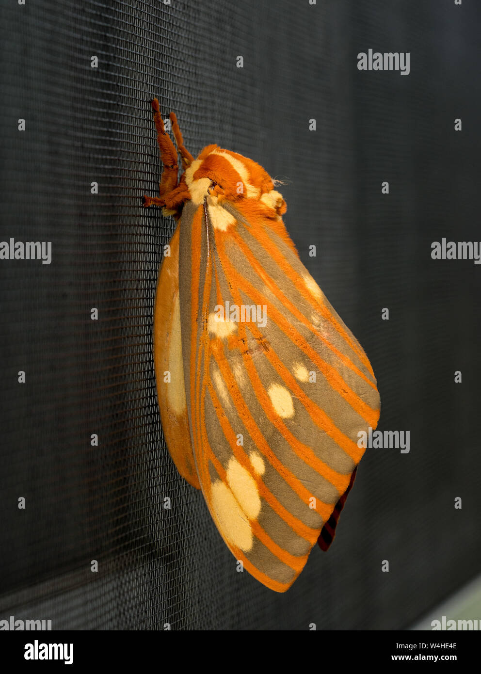 Large Regal Moth or Citheronia Regalis landed on the window screen ...
