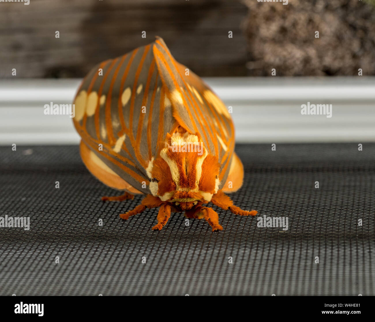 Large Regal Moth or Citheronia Regalis landed on the window screen ...