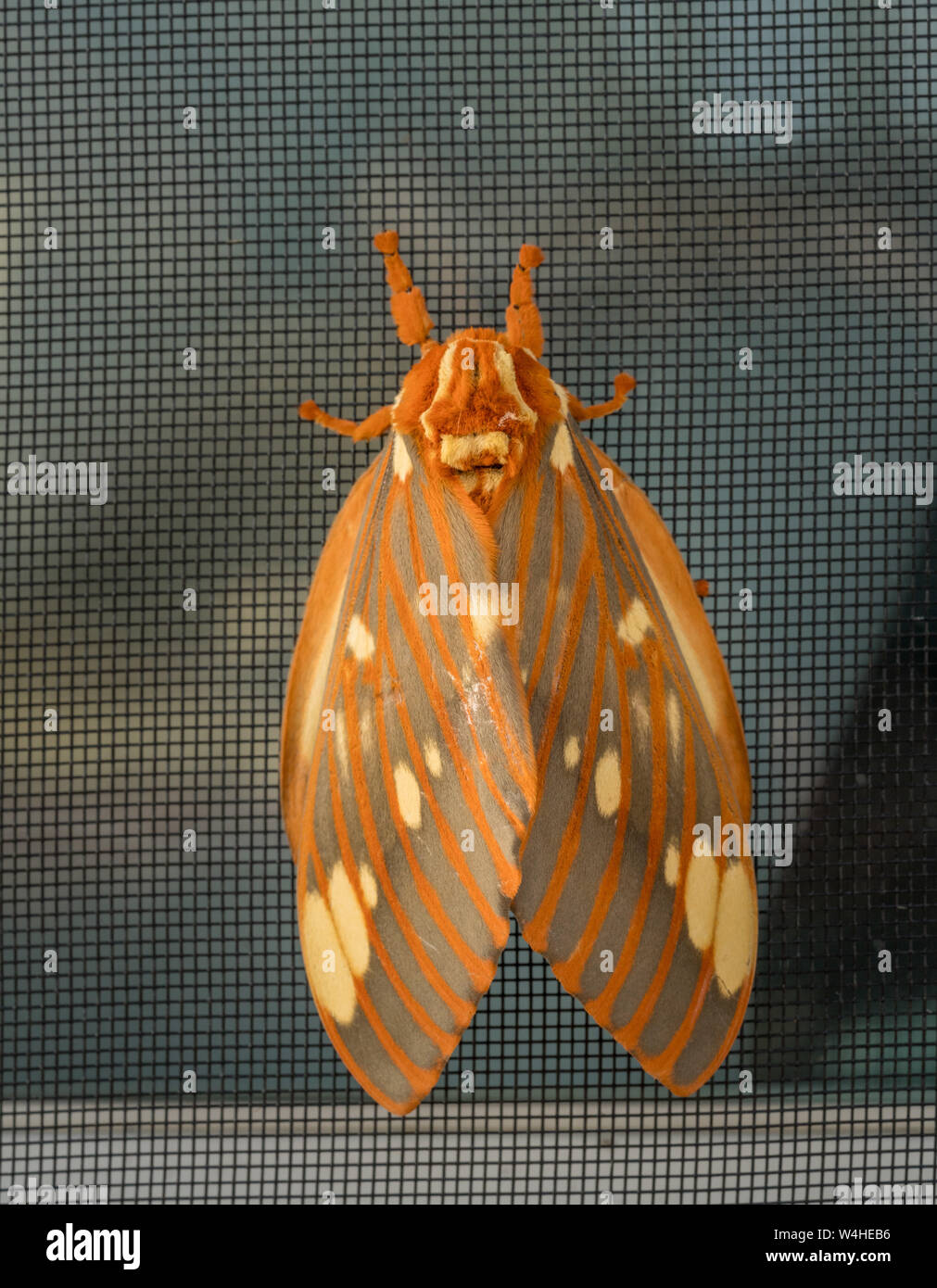 Large Regal Moth or Citheronia Regalis landed on the window screen ...