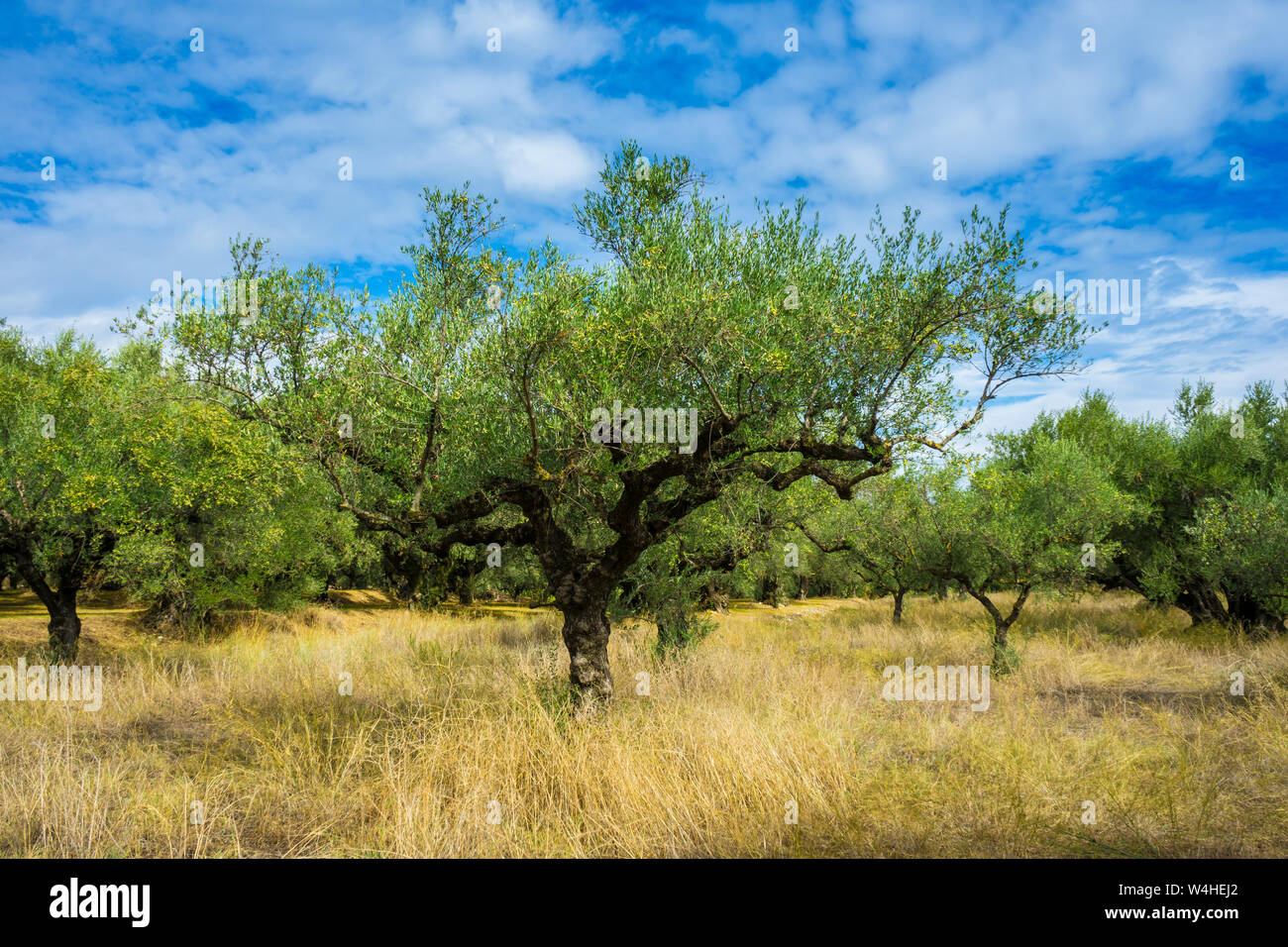 Greece, Zakynthos, Knaggy old olive trees in giant olive plantations ...