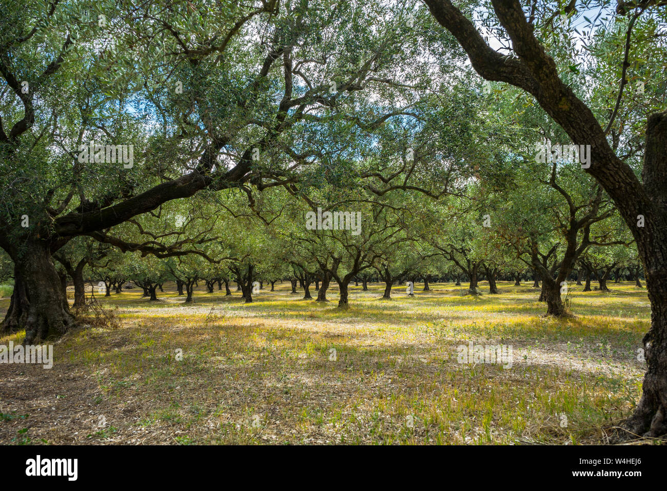 Greece, Zakynthos, Mystic green olive tree forest of many ancient ...